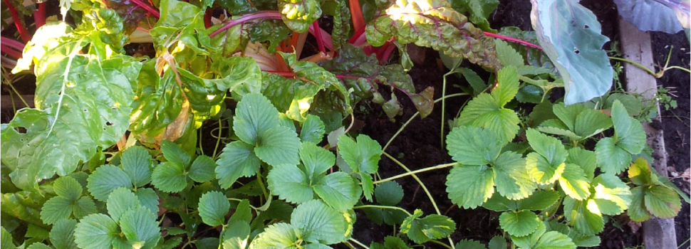 REFBC Grantee: PHS Community Services Society – Real Estate Foundation ...