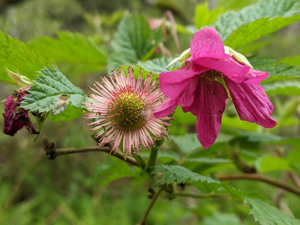 A Fresh, New Logo for REFBC – Real Estate Foundation of BC