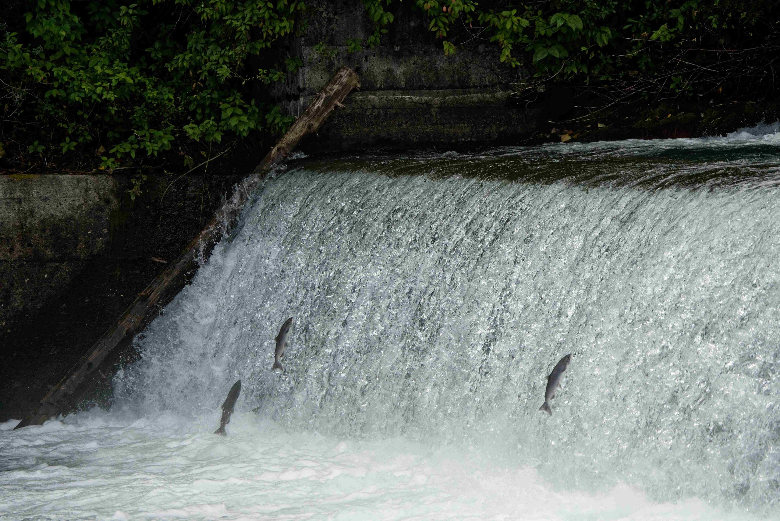 REFBC Grants – Apply for Funding – Real Estate Foundation of BC